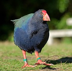 What's a takahē? - DrivenData Labs